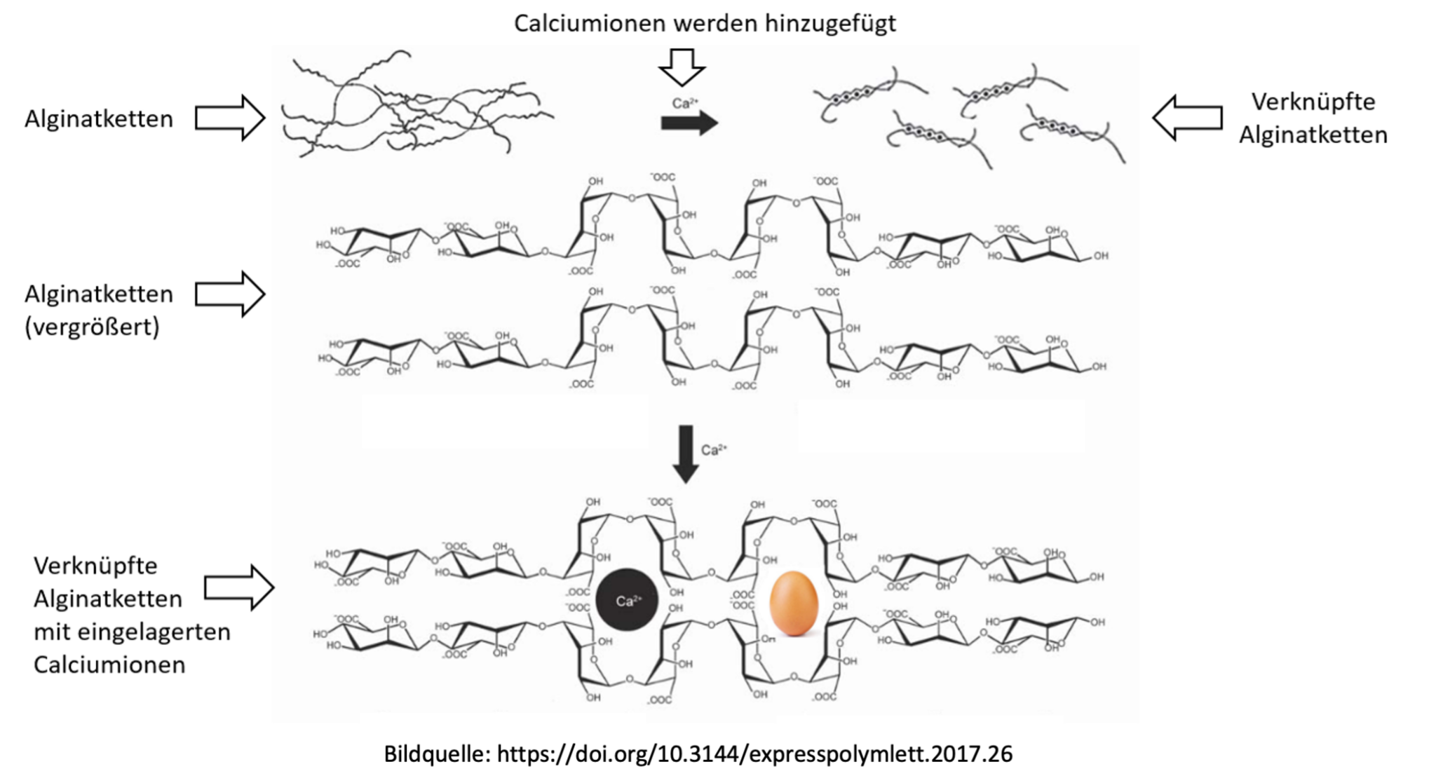 Exkurs: Die Hydrogelbildung - Beispiel Gelierung von Alginat ...