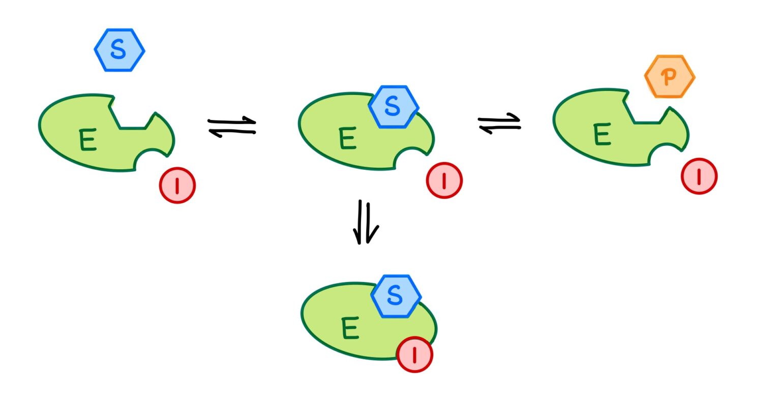 Enzymhemmung - Kniffelix