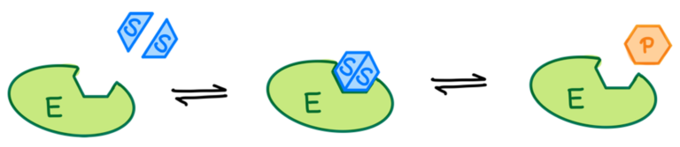 Enzyme - Kniffelix