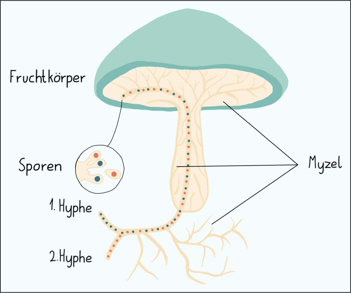 Lebenszyklus der Pilze - Kniffelix