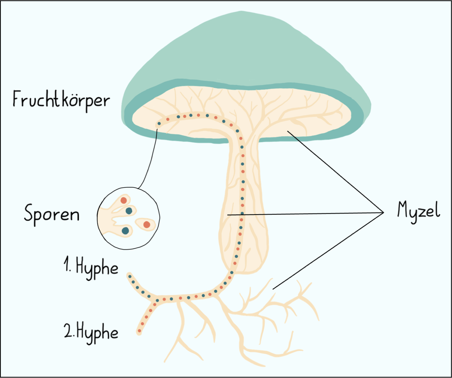 Lebenszyklus der Pilze - Kniffelix